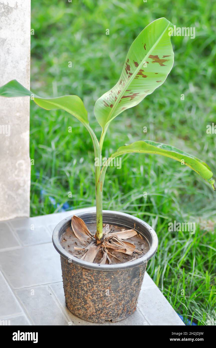 banana or banana plant, blood banana or Musa acuminata or Musa ...