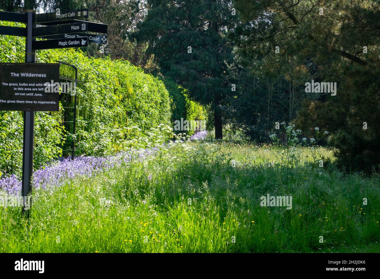 meadow path flowers summer Stock Photo - Alamy