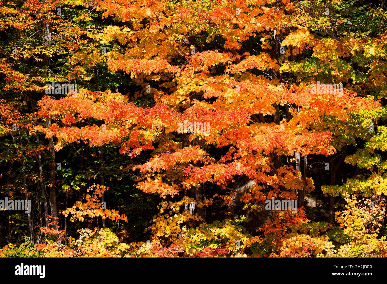 Fall foliage near Wildcat Mountain near Jackson, New Hampshire, USA ...