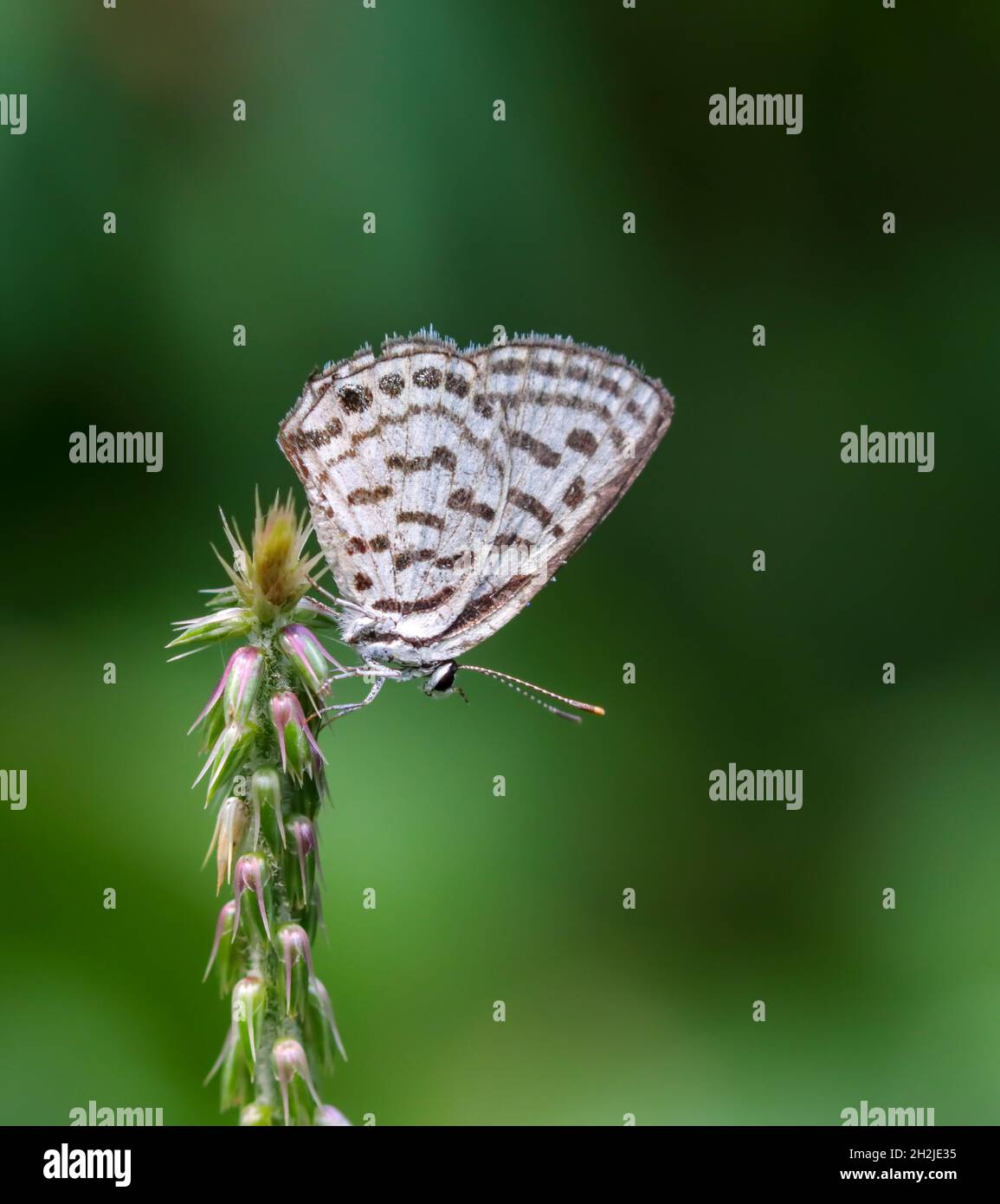 Castalius rosimon, the common Pierrot, is a small butterfly found in ...