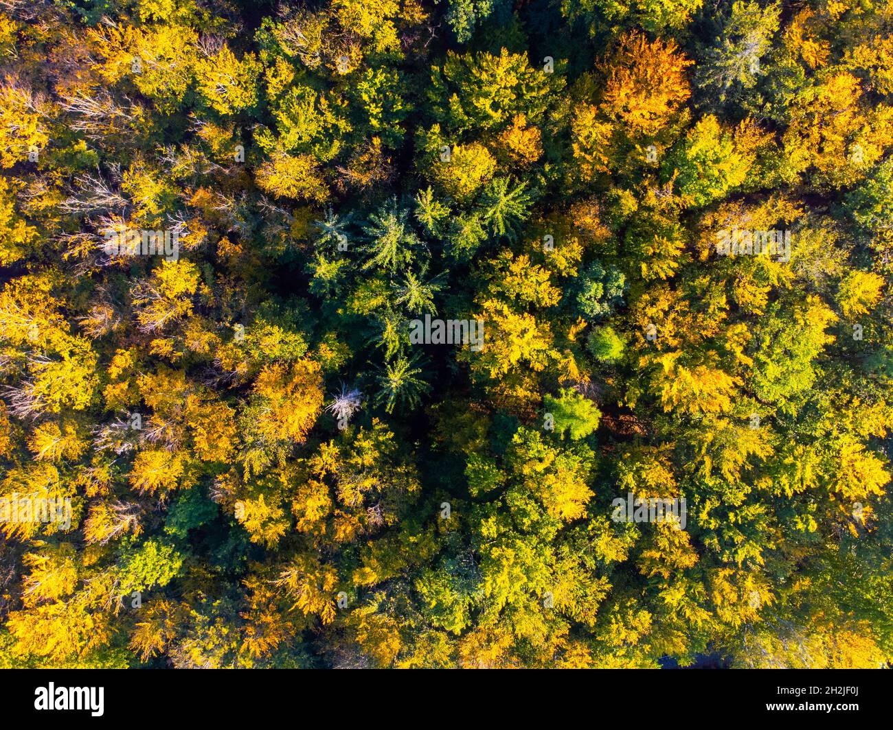 Autumn time colorful forest from above Stock Photo - Alamy