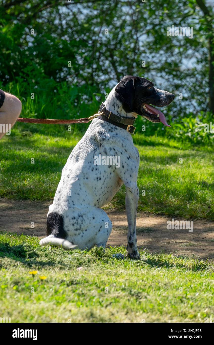 Spotty collar hi-res stock photography and images - Alamy