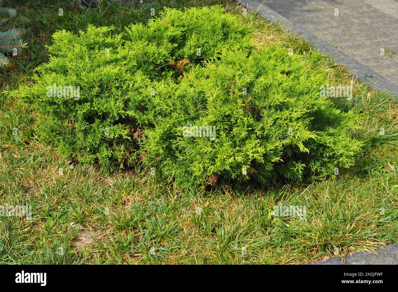 Bush of juniper, the evergreen coniferous plant with scale-like leaves ...