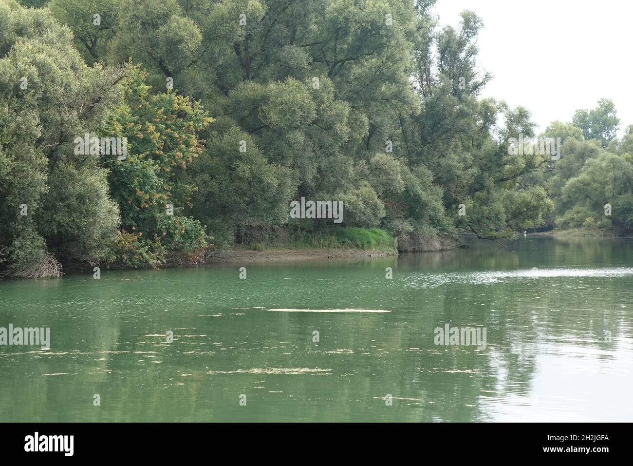 Rhine wetlands Rheinaue at Plittersorfer Altrhein, Plittersdorf ...