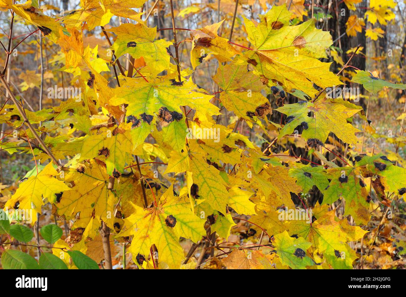 Tar black spot is one of the most readily visible and easiest maple ...