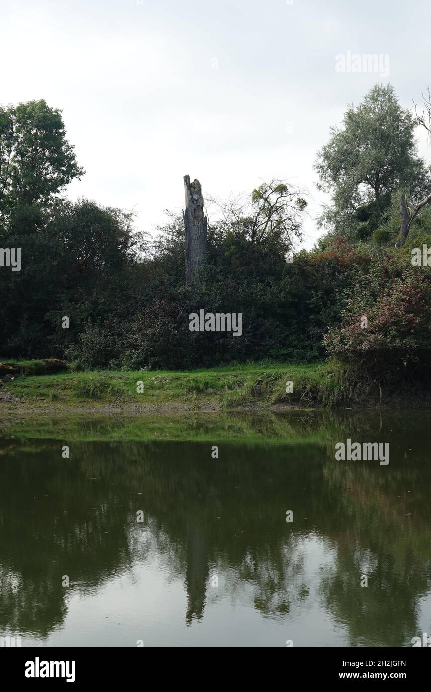 Rhine wetlands Rheinaue at Plittersorfer Altrhein, Plittersdorf ...