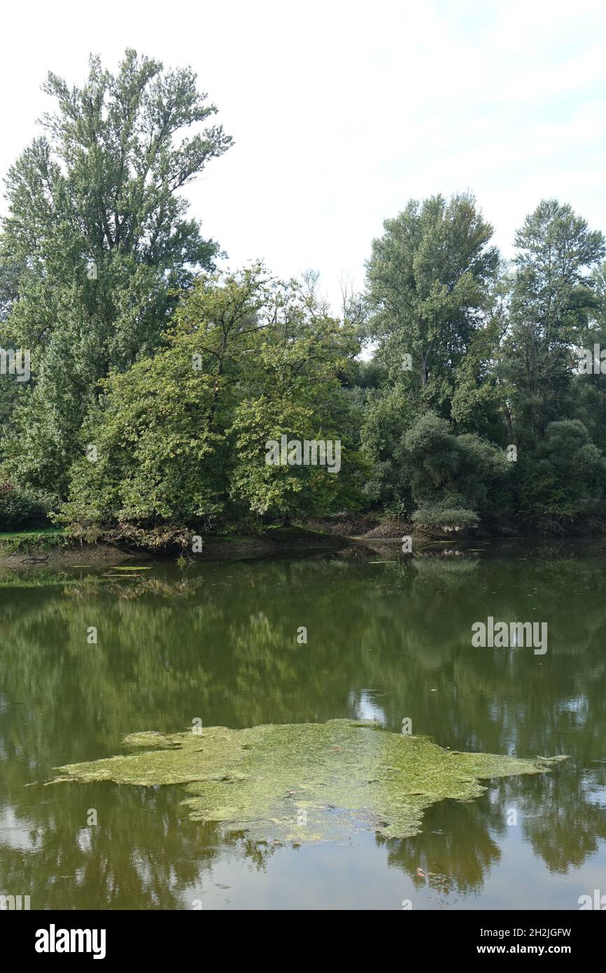 Rhine wetlands Rheinaue at Plittersorfer Altrhein, Plittersdorf ...