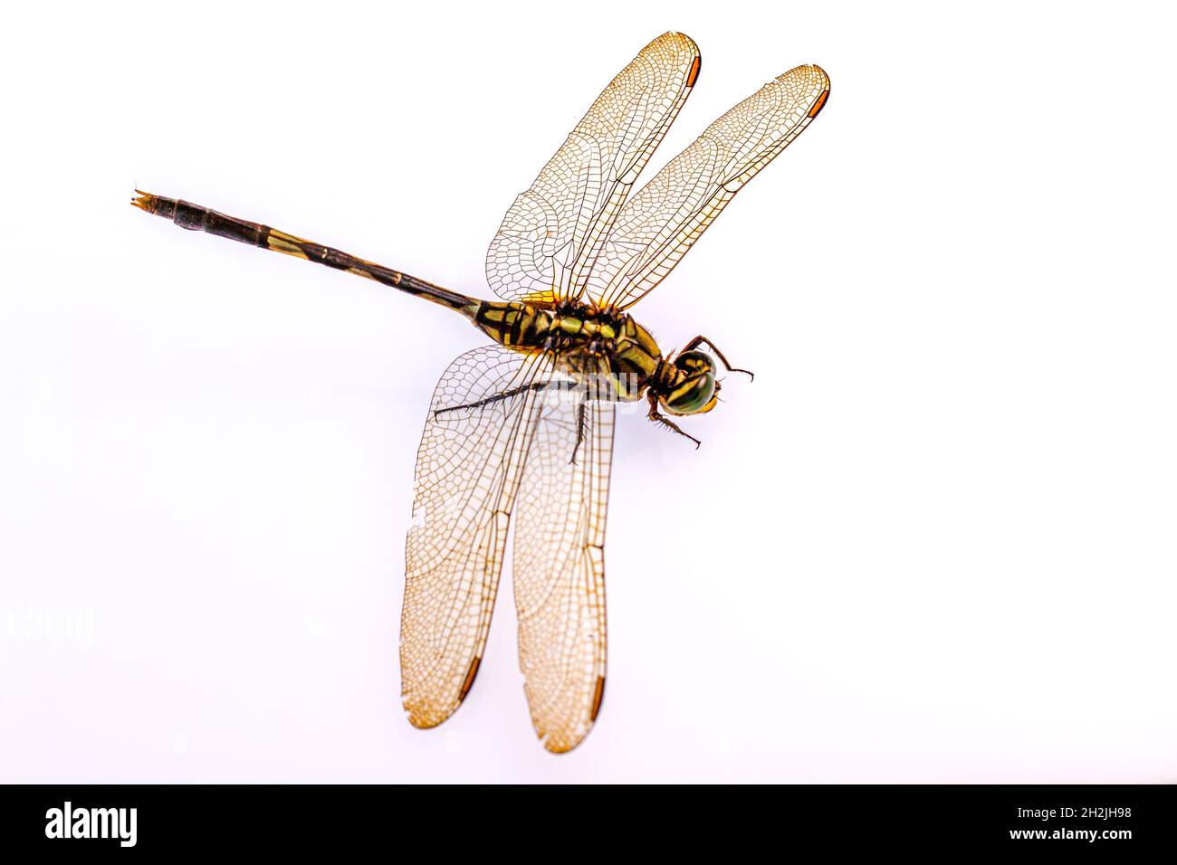 A dragonfly isolated on a white background, viewed from above, for an ...