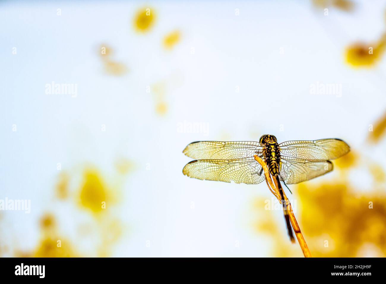 A dragonfly facing the sun, as an additional element for poetry and ...