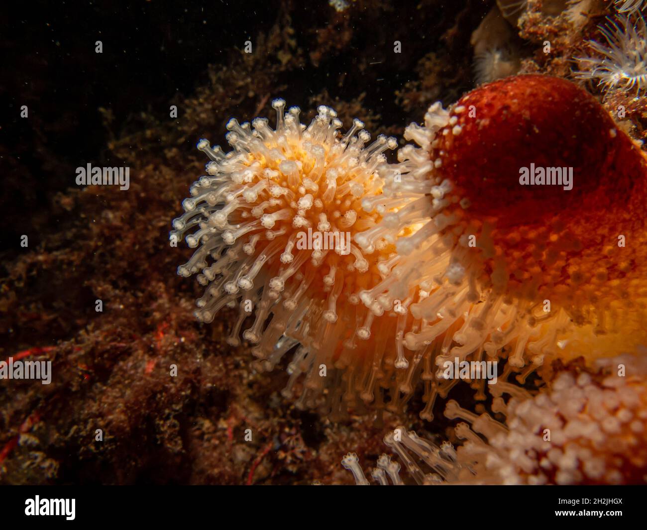 A closeup picture of a feeding soft coral dead man's fingers or ...