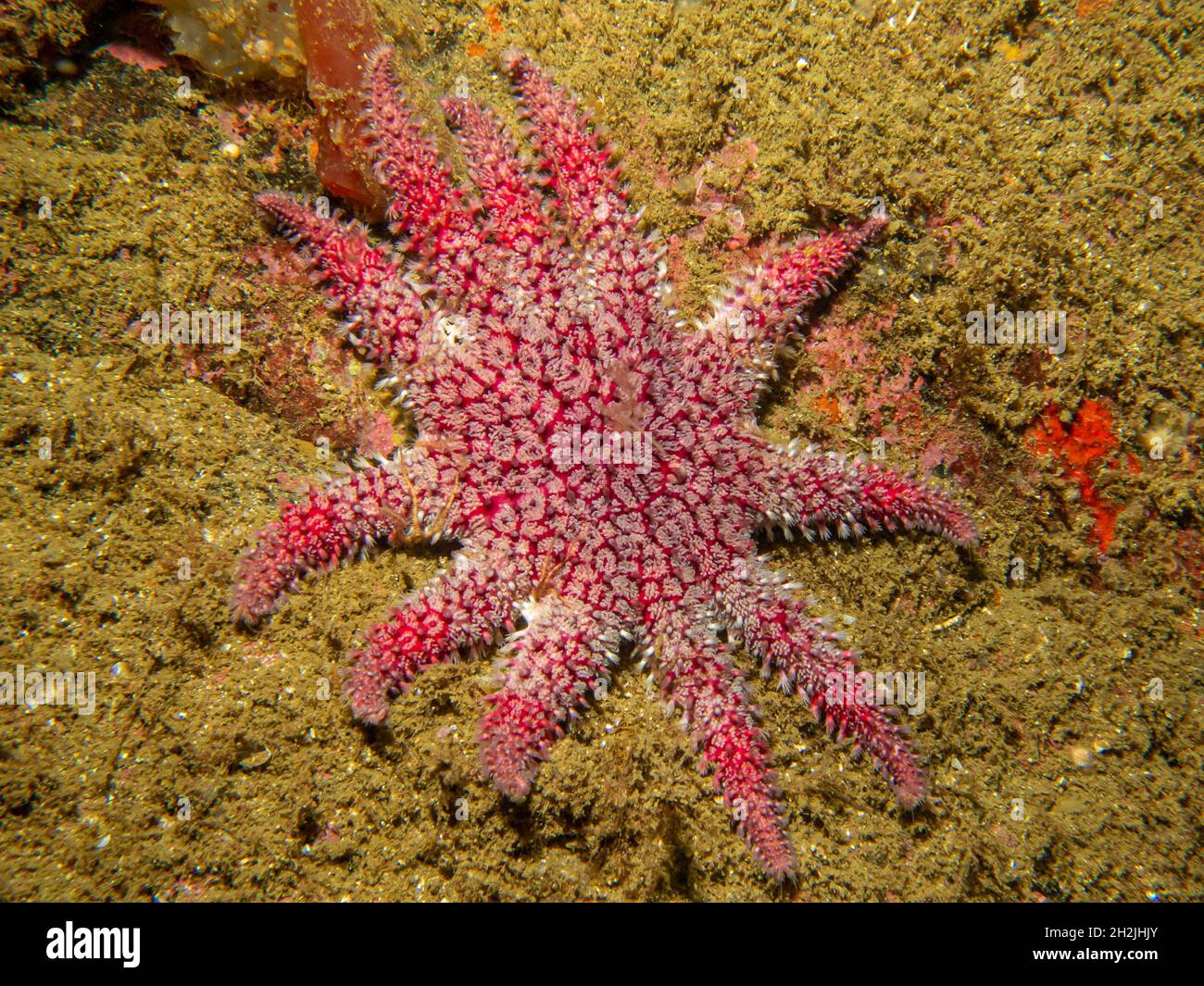 A close-up picture of a Common Sunstar, Crossaster papposus, or ...