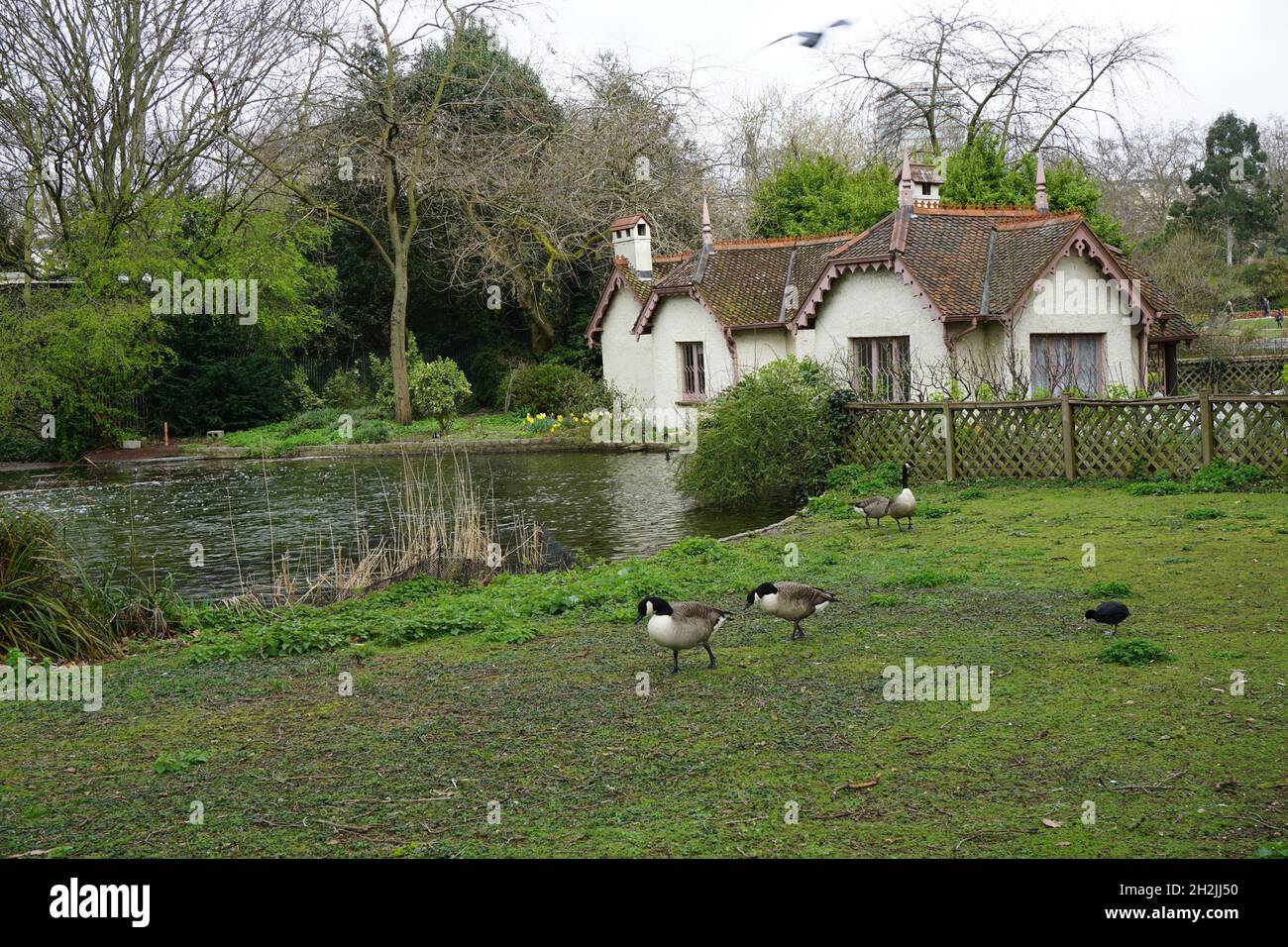 Birds in cherry trees hi-res stock photography and images - Alamy