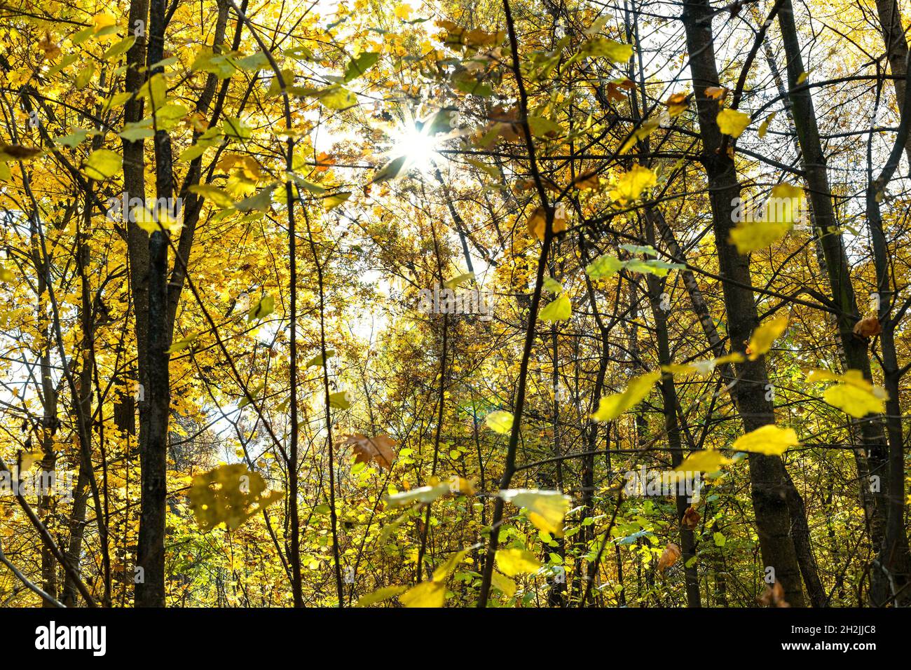 sun shines through yellowing foliage of trees in autumn forest of city park on sunny autumn day ...