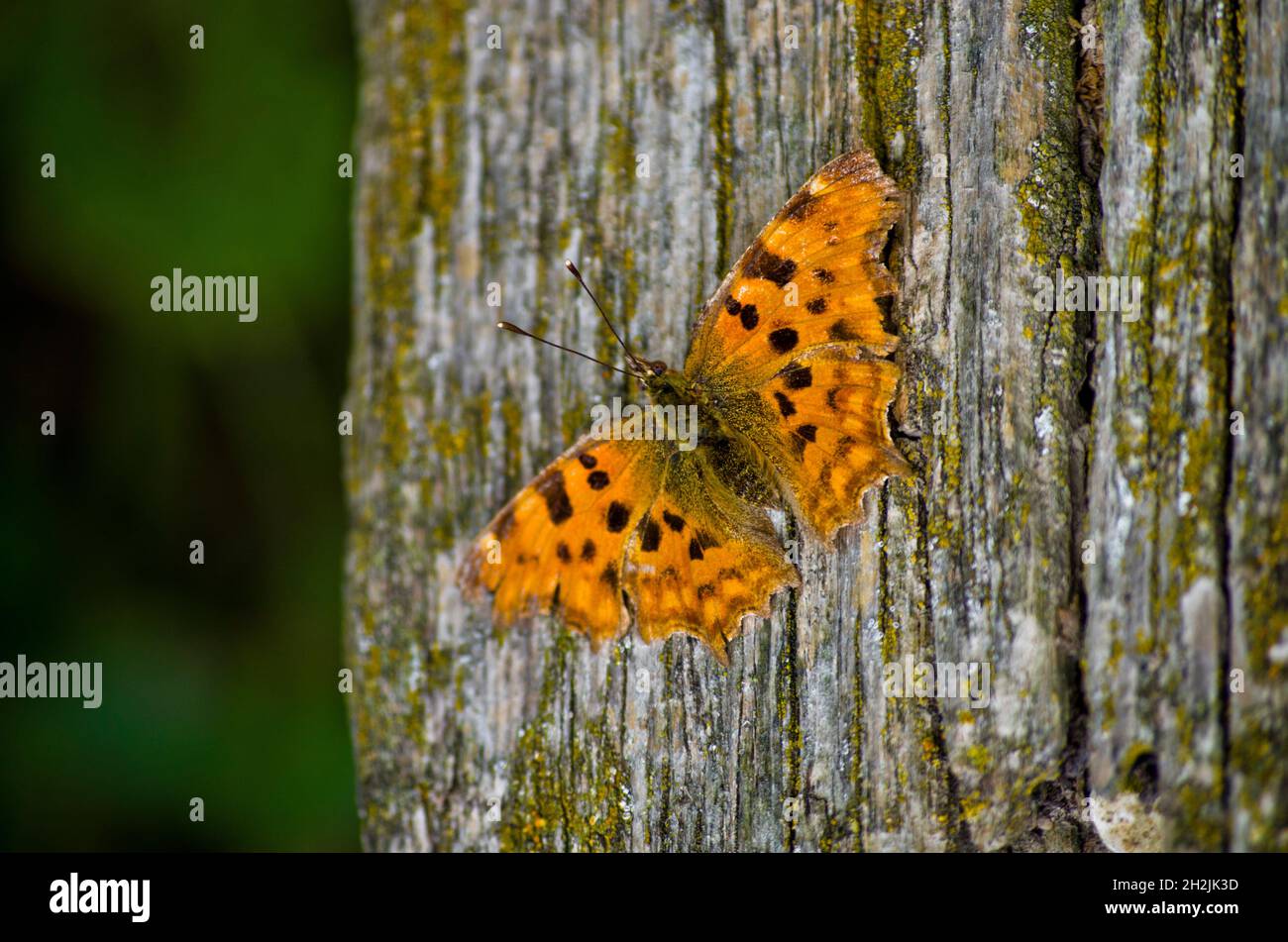 A beautiful example of a Comma butterfly with its wings fully spread on ...