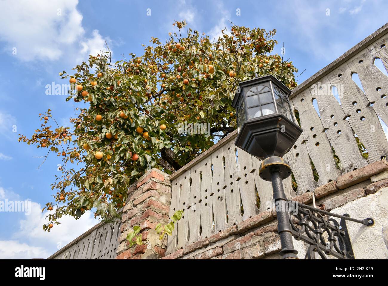 Street lamp, fence and fruit tree in the background. Bottom view of ...