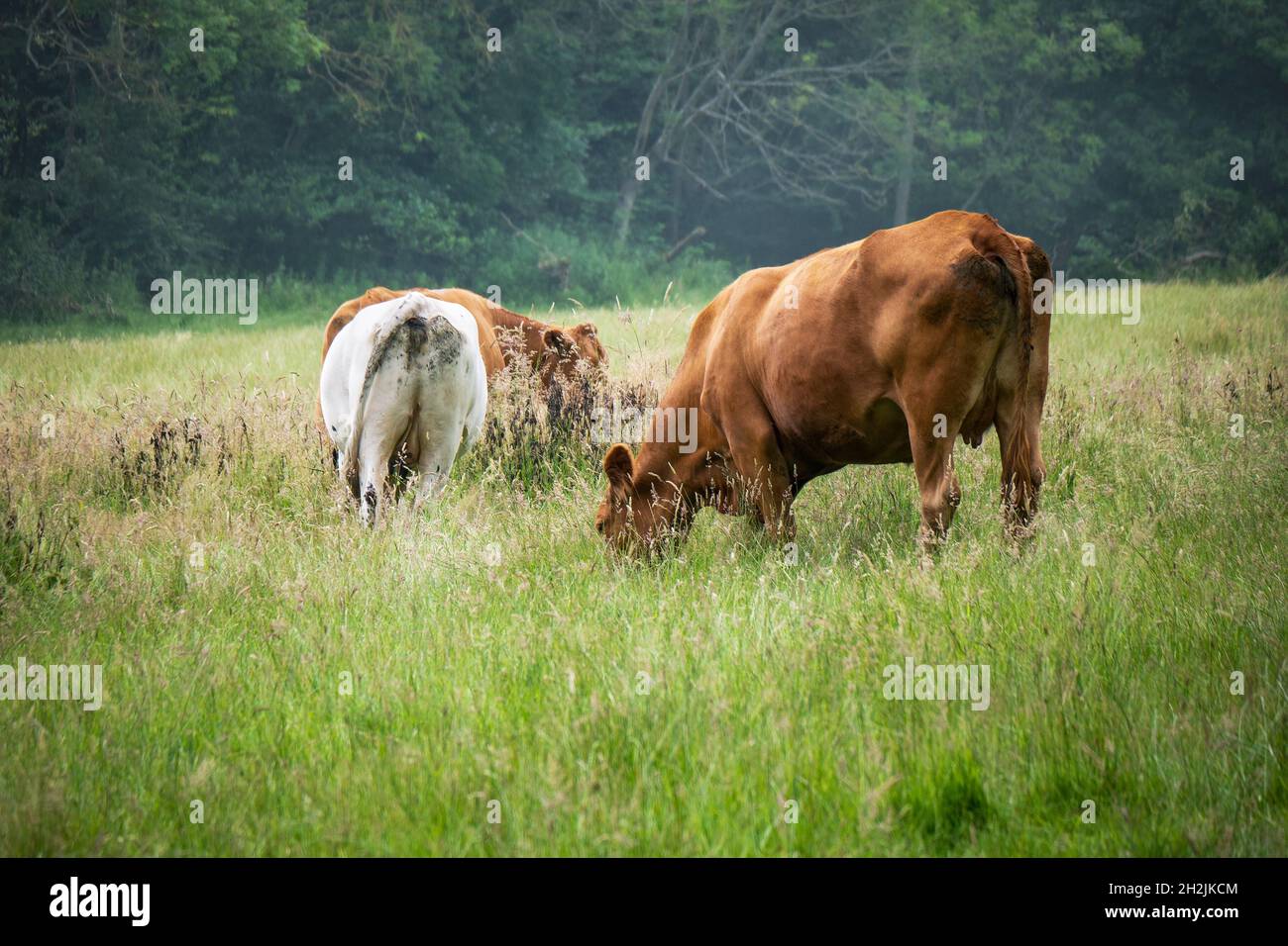 Dairy cattle grazing peacefully hi-res stock photography and images - Alamy