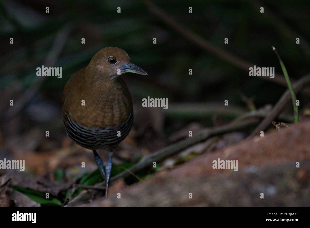 Ruddy crake hi-res stock photography and images - Alamy