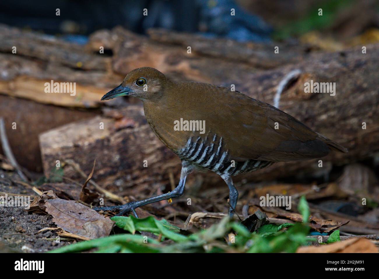 Rail and crake bird hi-res stock photography and images - Alamy