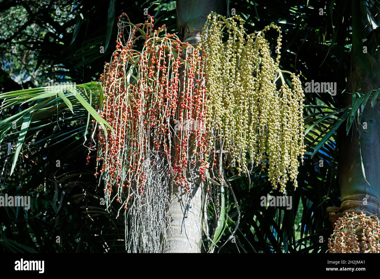 colorful flowers on azores island sao miguel Stock Photo - Alamy