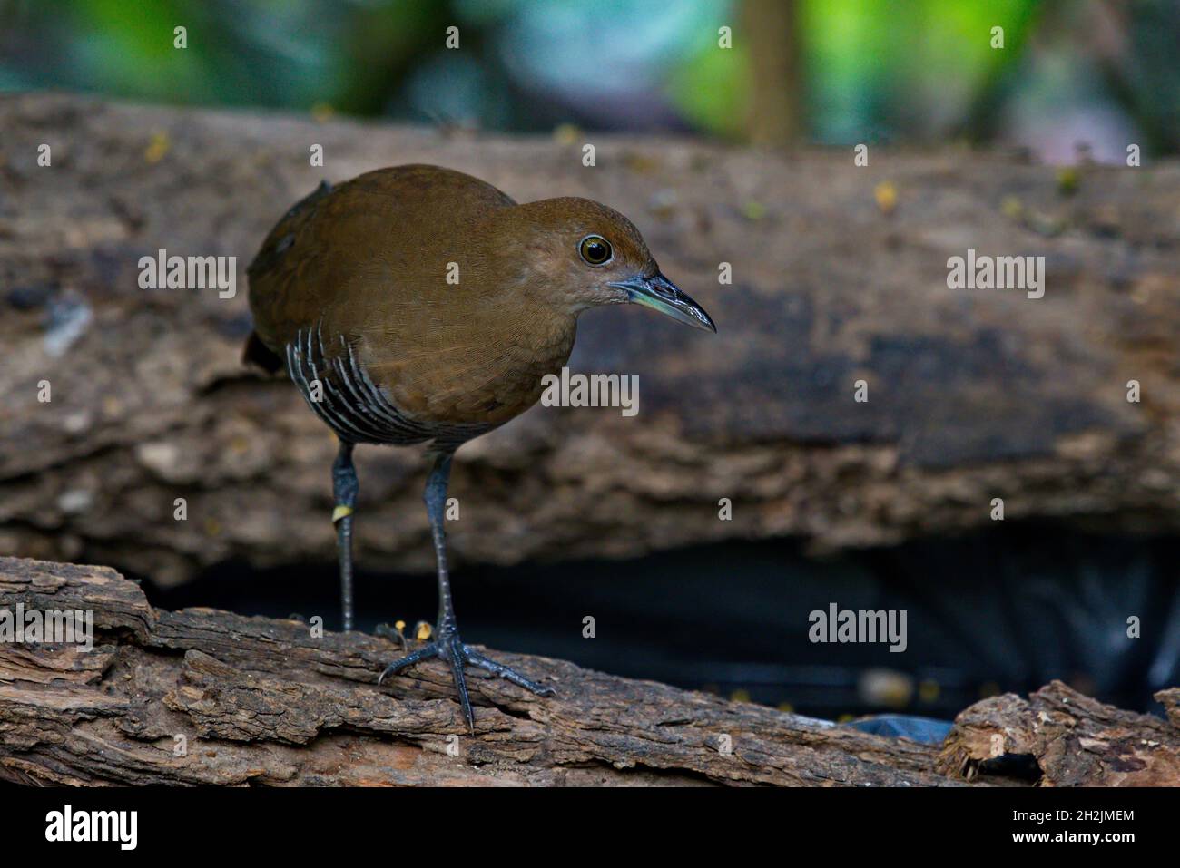 Crake and rail water birds Stock Photo - Alamy