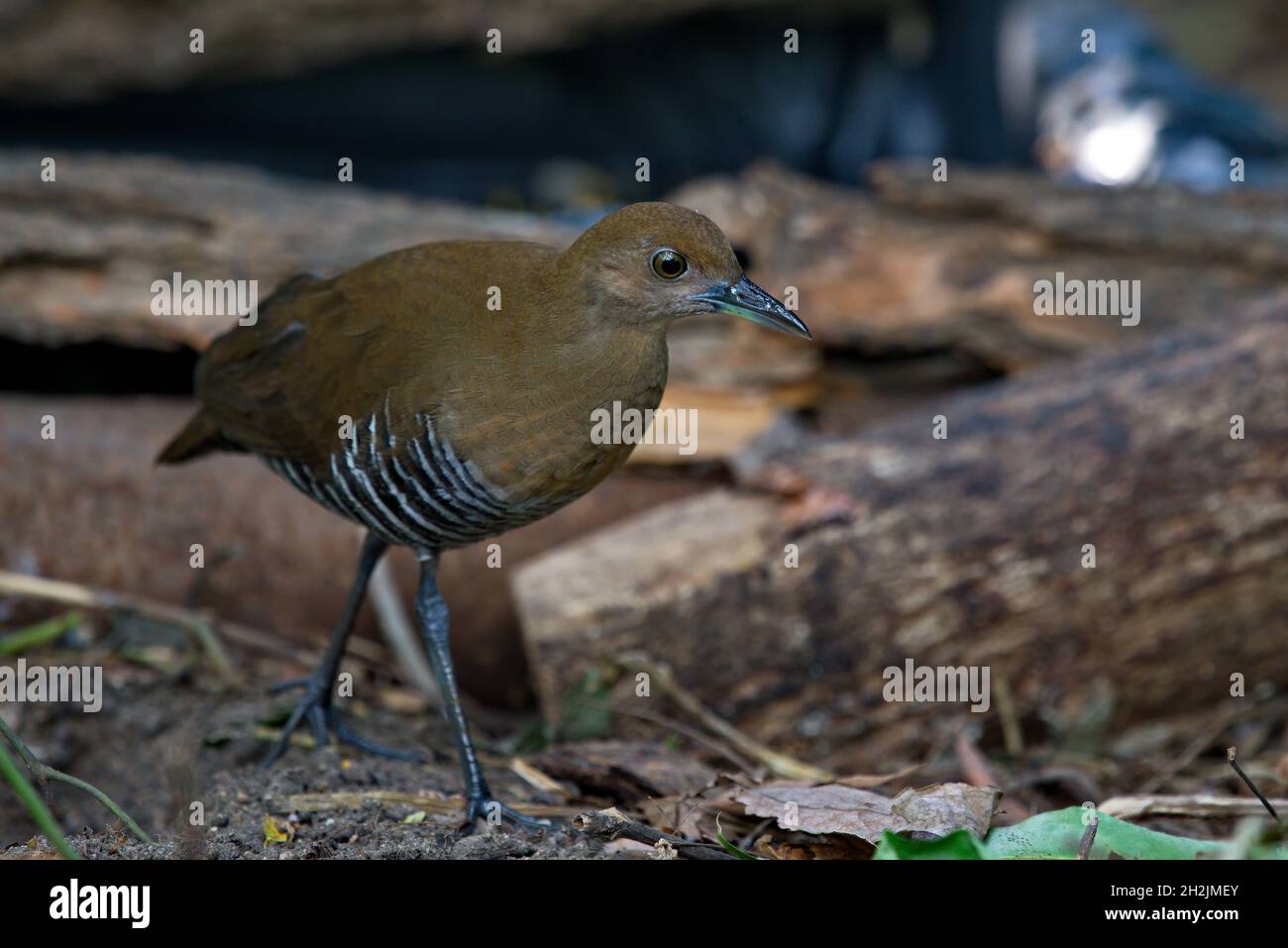 Crake and rail water birds Stock Photo - Alamy