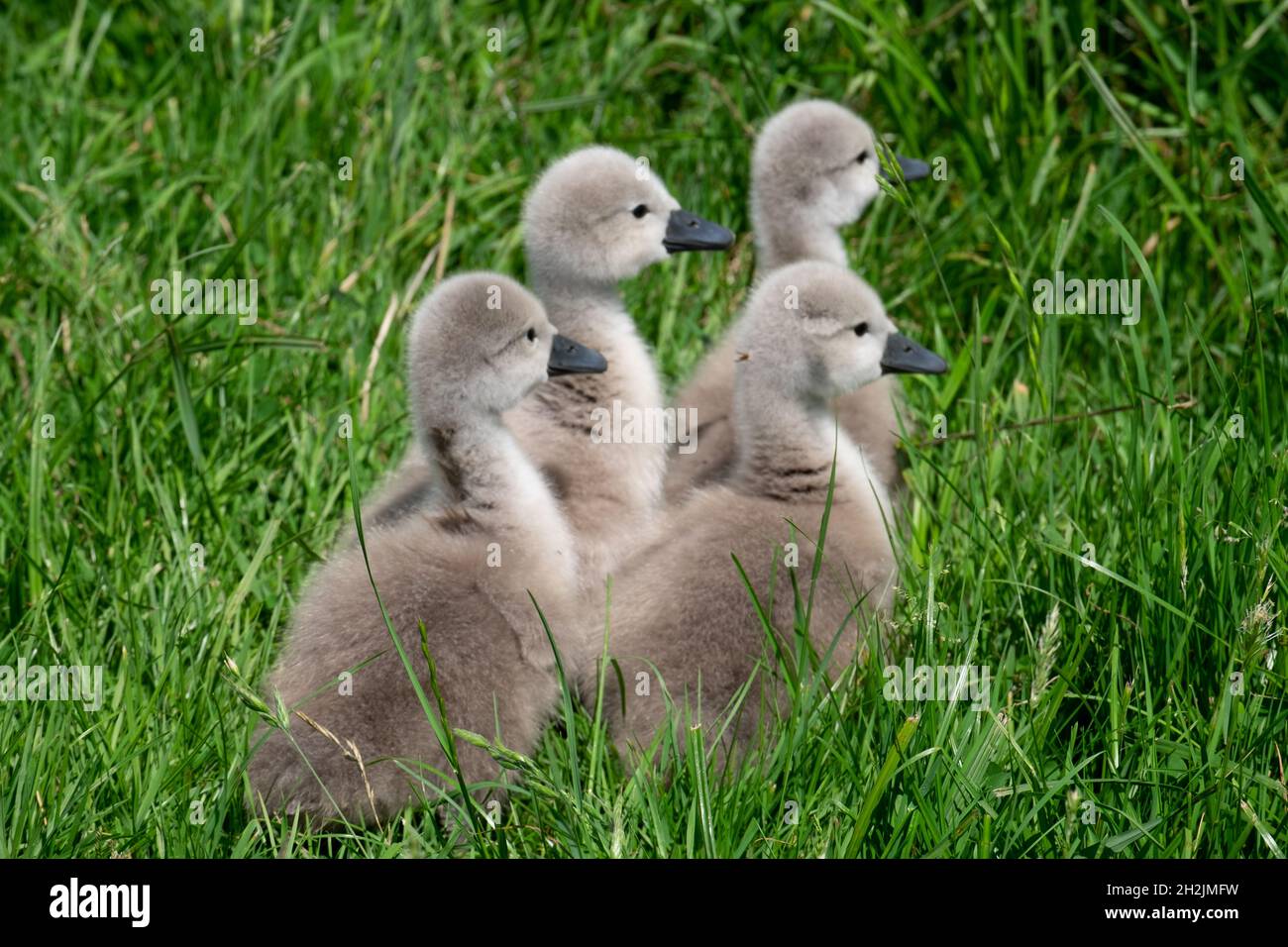 cygnets swans babies fluffy cute Stock Photo - Alamy