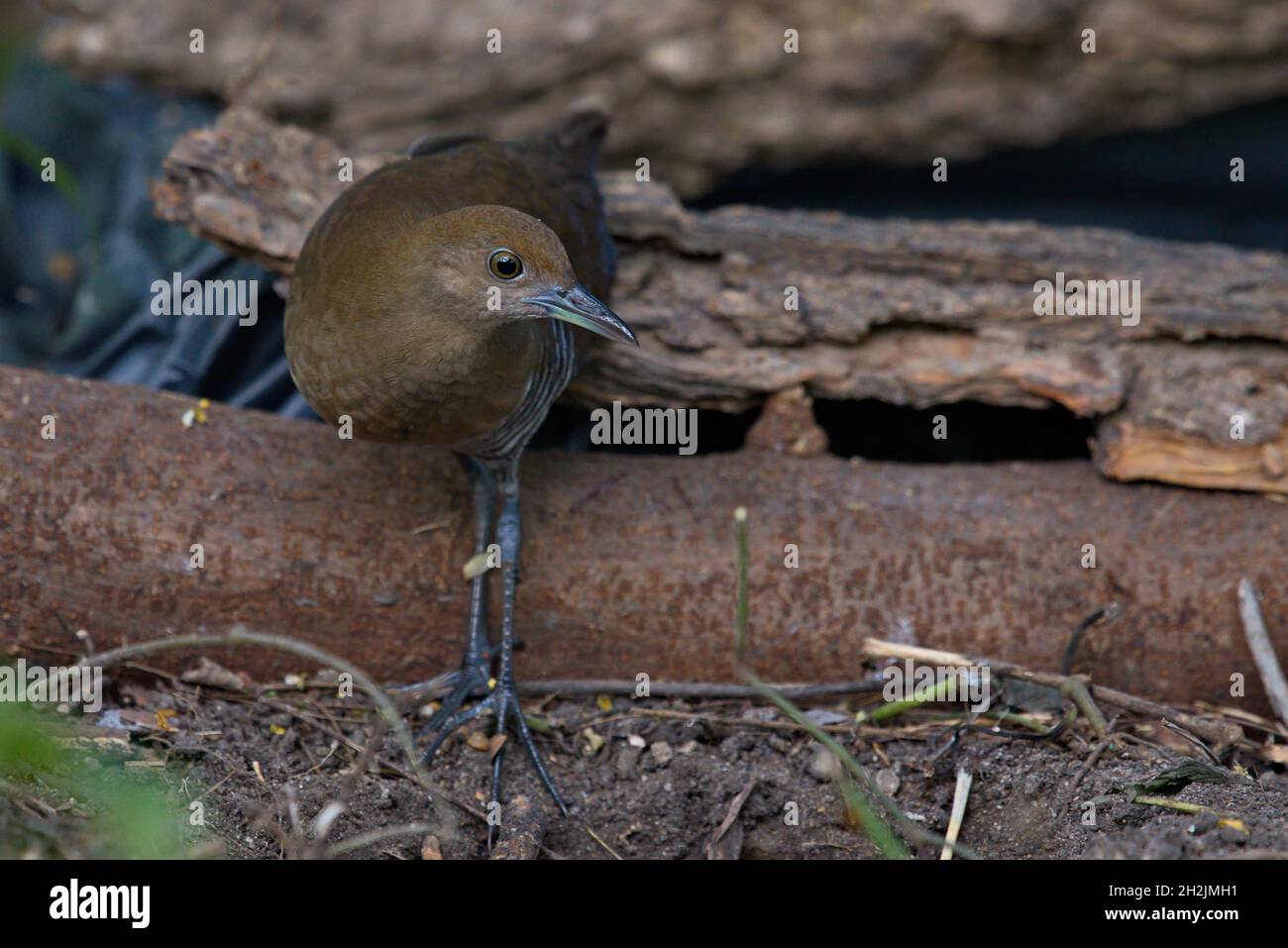 Crake and rail water birds Stock Photo - Alamy