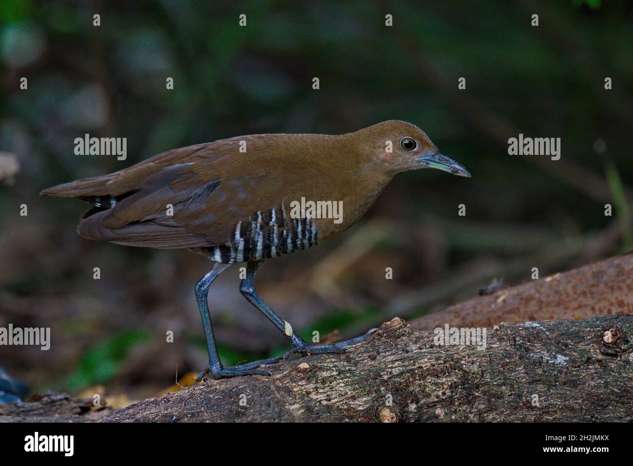 Crake and rail water birds Stock Photo - Alamy