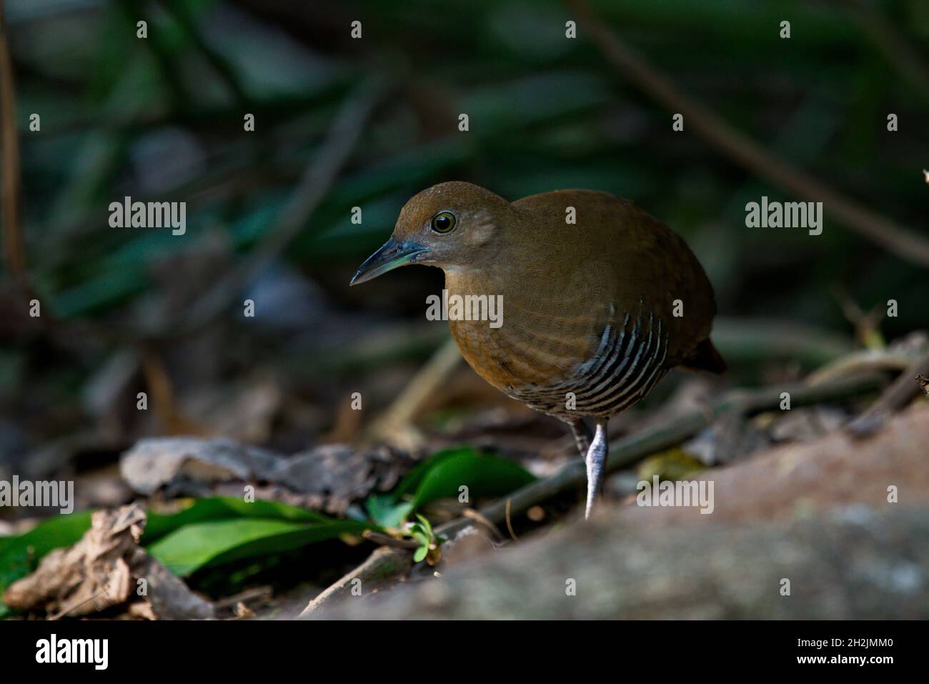 Crake and rail water birds Stock Photo - Alamy