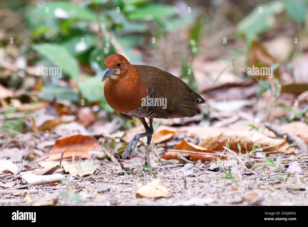 Crake and rail water birds Stock Photo - Alamy