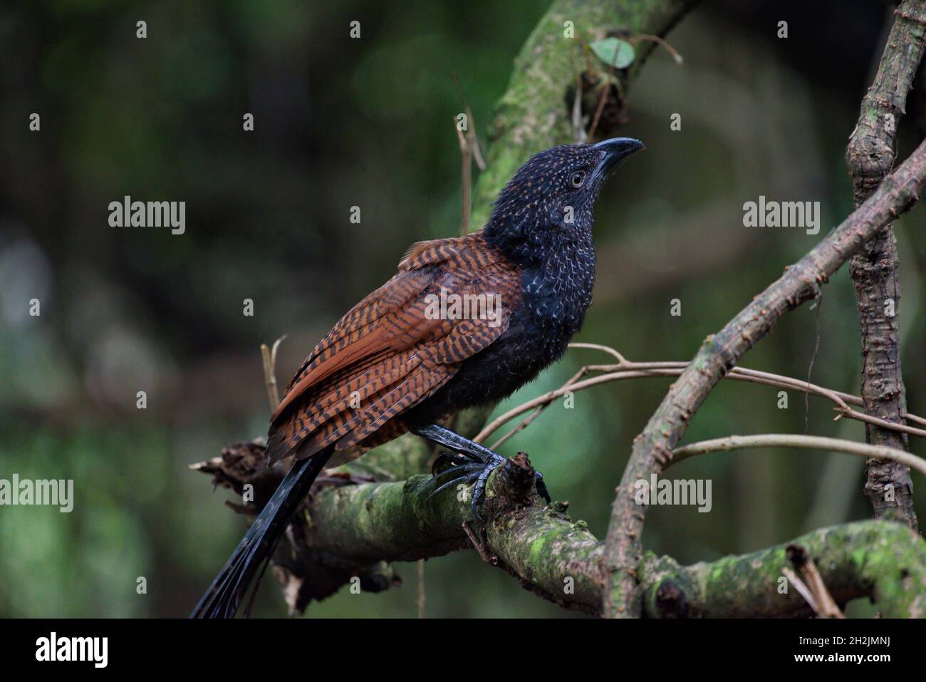 lesser and greater coucal Stock Photo - Alamy