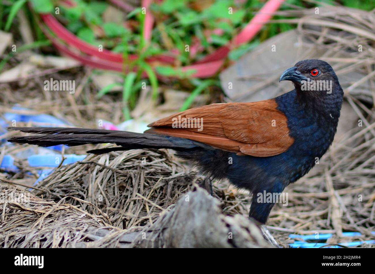lesser and greater coucal Stock Photo - Alamy