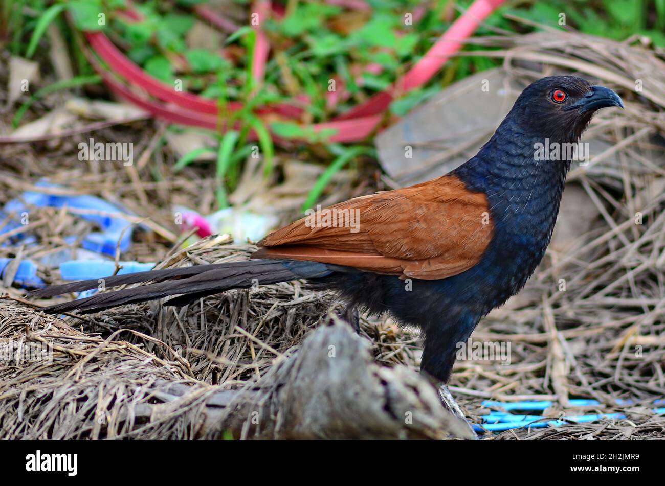 lesser and greater coucal Stock Photo - Alamy