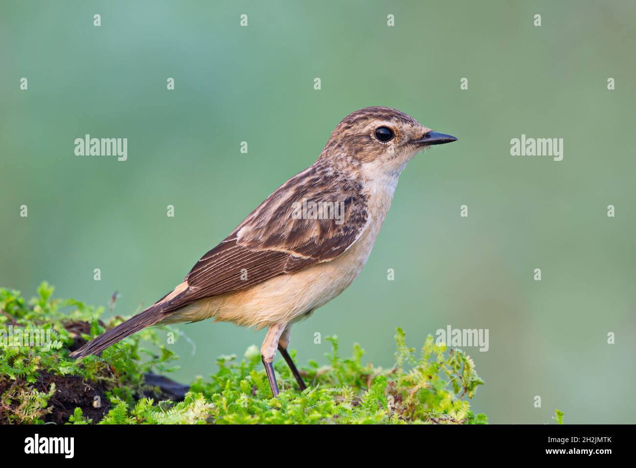 Female siberian stonechat hi-res stock photography and images - Alamy