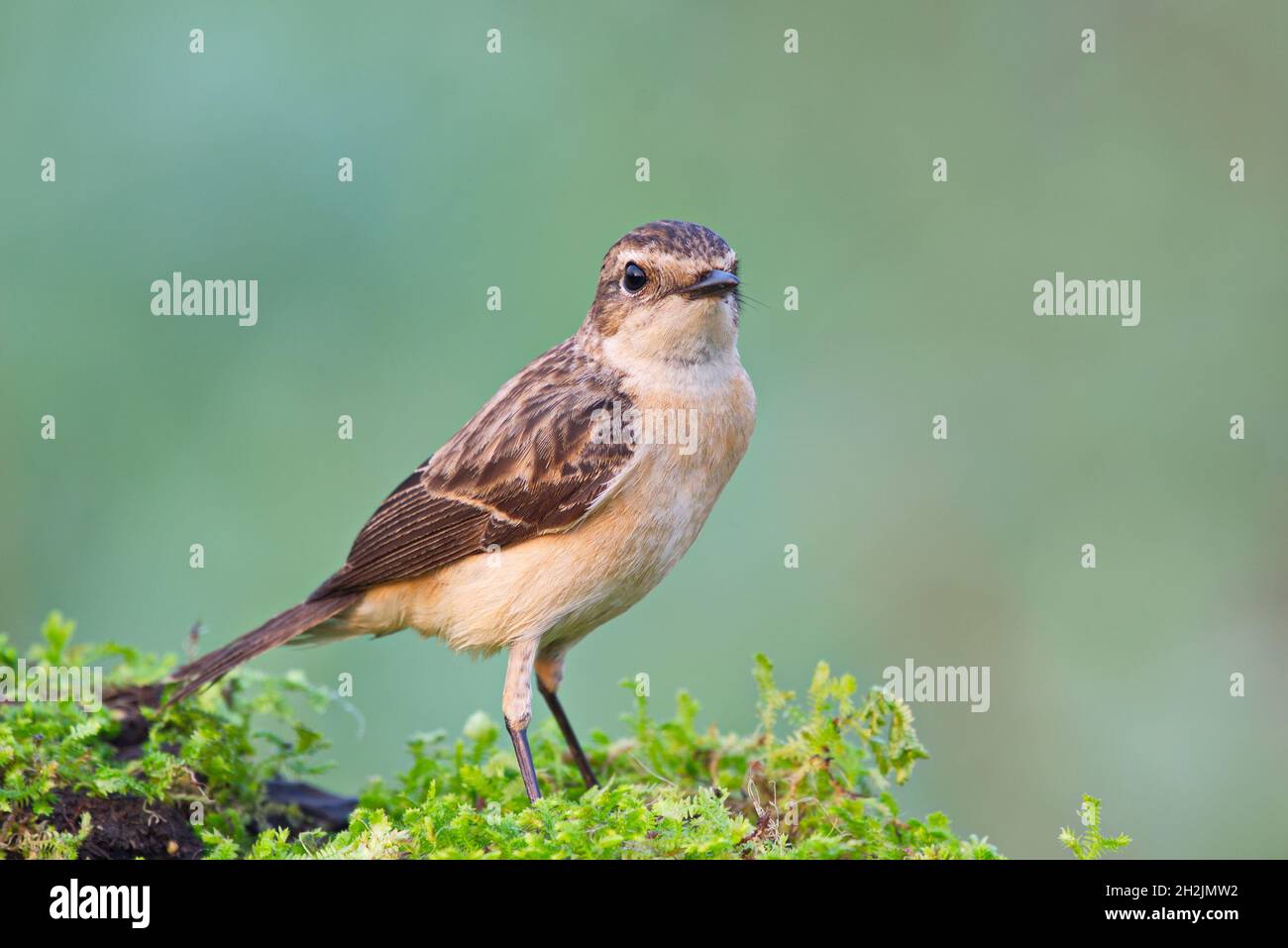 Female siberian stonechat hi-res stock photography and images - Alamy