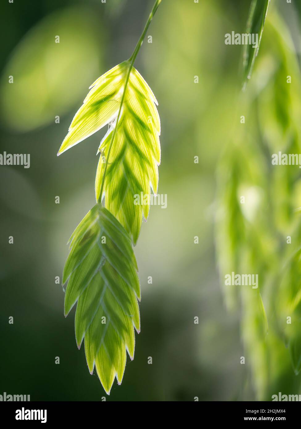 Wild oat plant in spring time. Morning sun shining on the back of the ...
