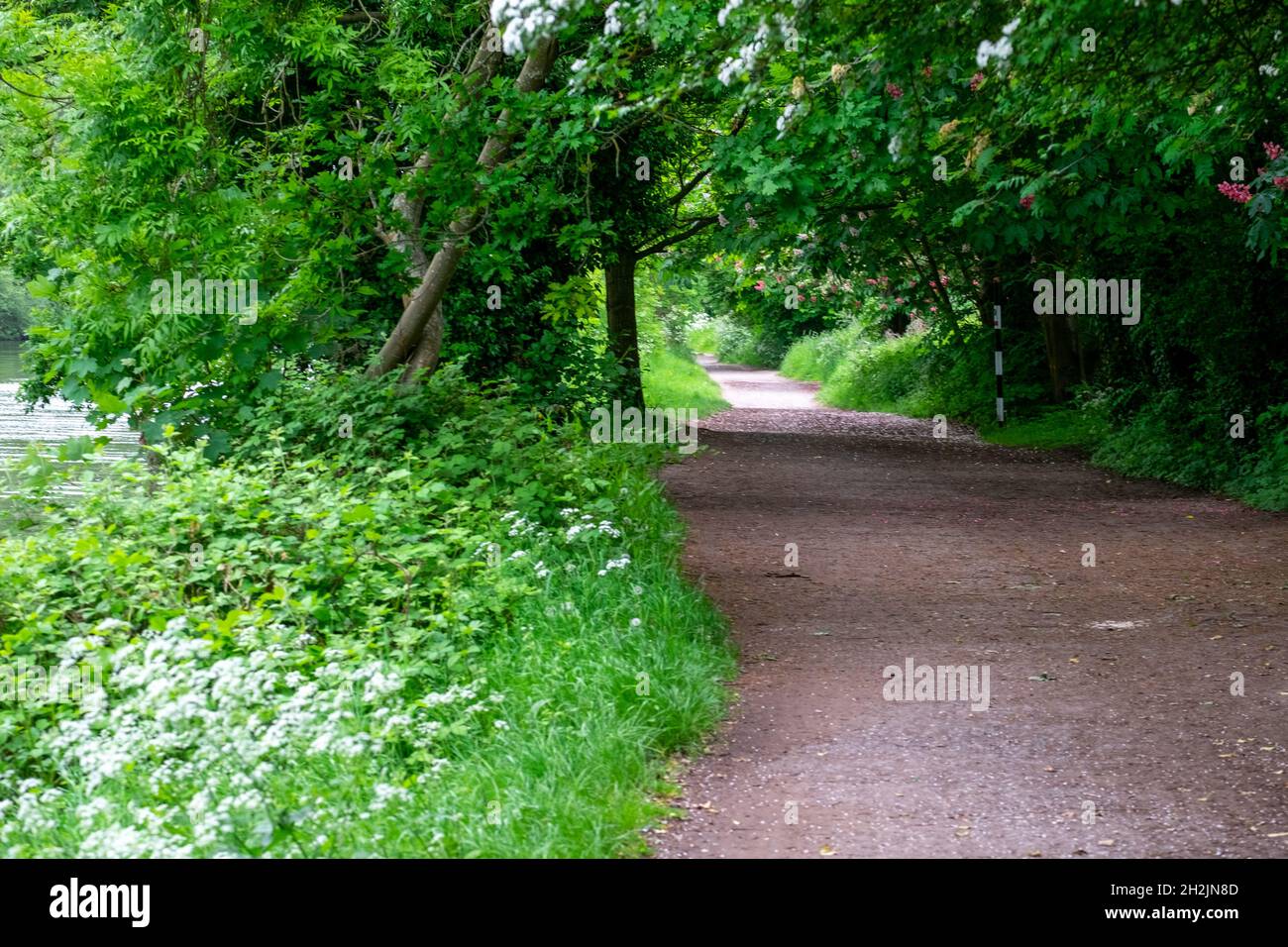 tow path with grass and trees Stock Photo - Alamy