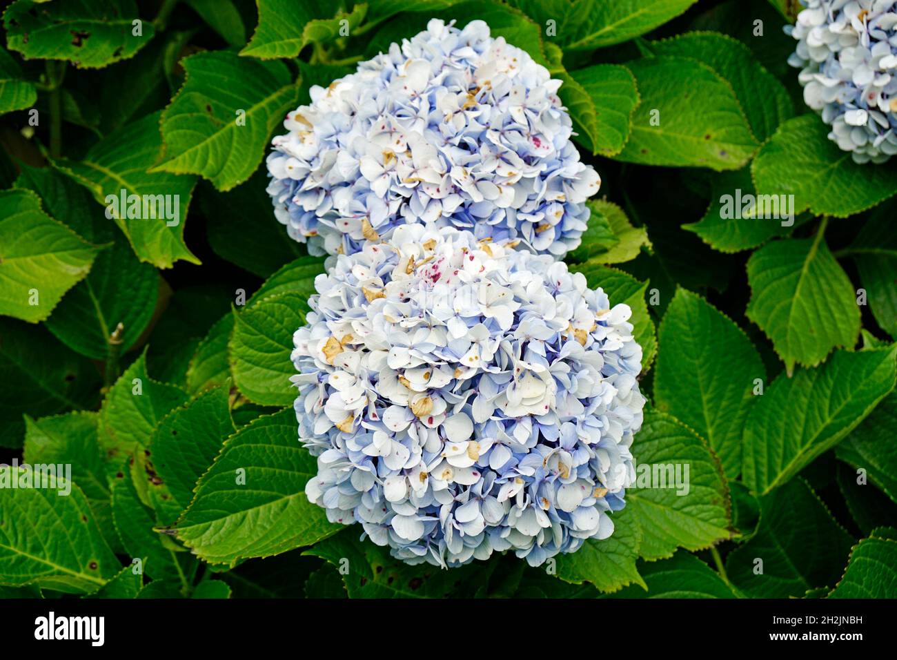 huge colorful hydrangea flowers on the azores islands Stock Photo - Alamy