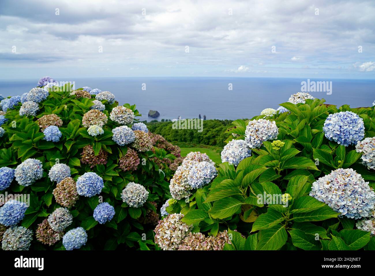 huge colorful hydrangea flowers on the azores islands Stock Photo - Alamy