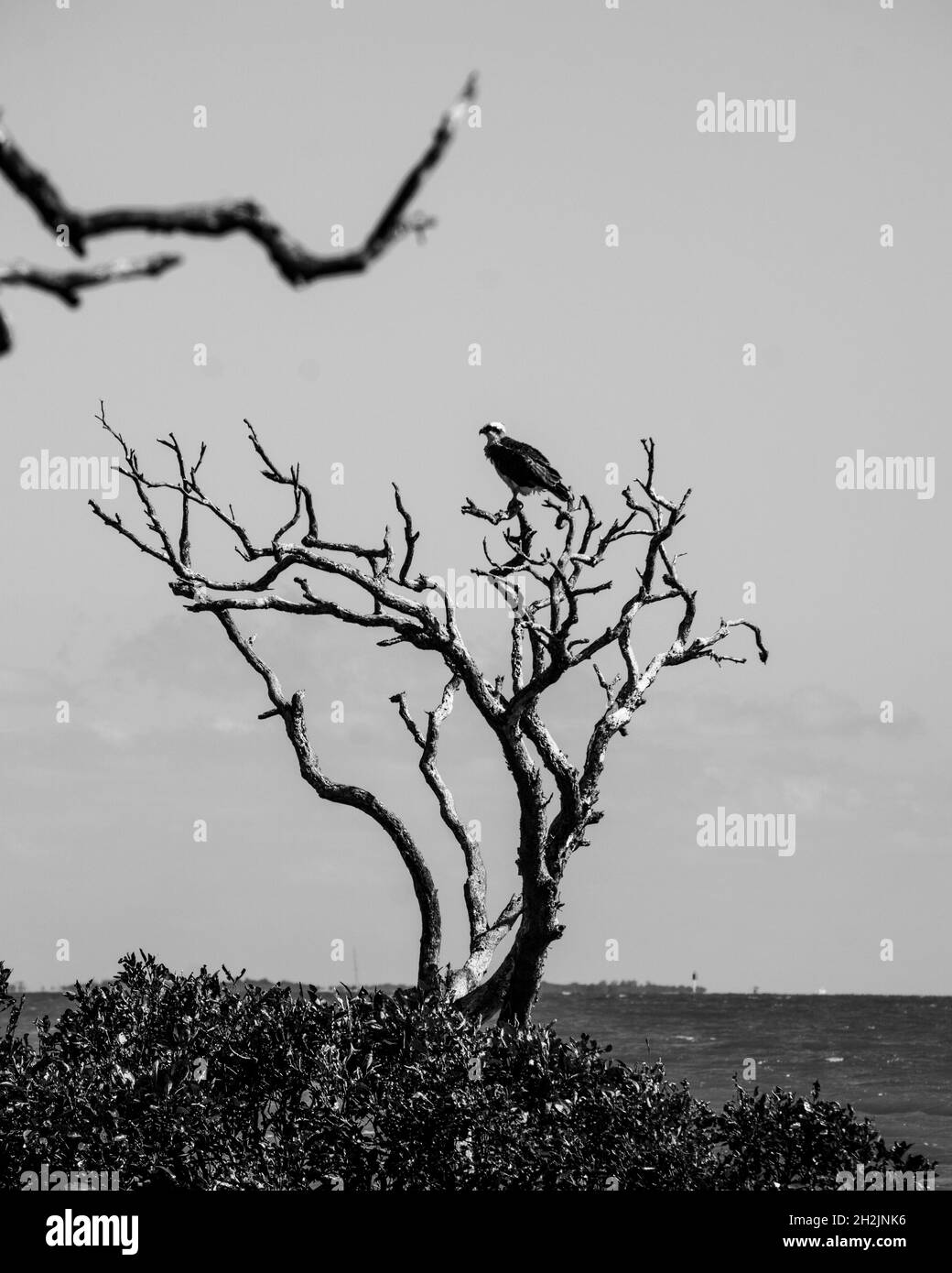 Grayscale view of a wild eagle the bird of prey standing on a dead tree ...