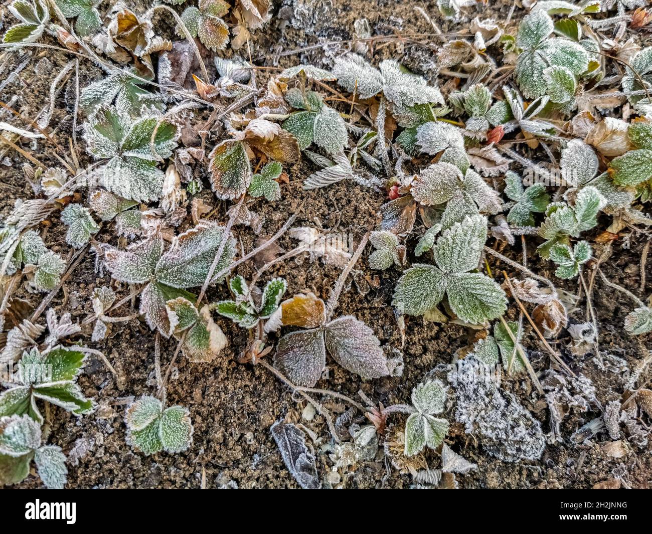 grass covered with frost close-up top view Stock Photo - Alamy