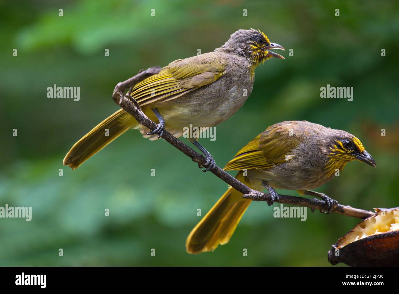 beautiful bulbul birds Stock Photo - Alamy