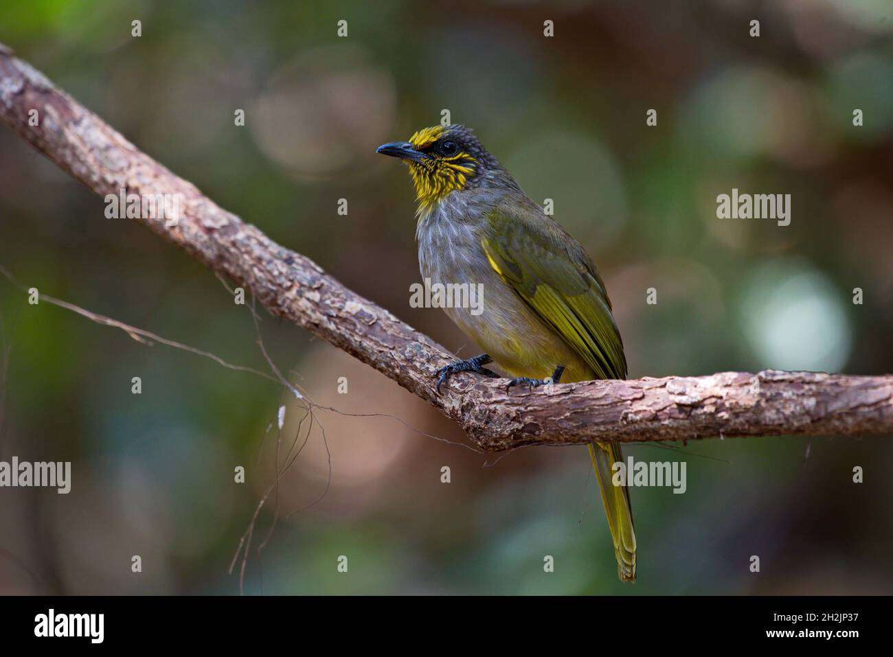 beautiful bulbul birds Stock Photo - Alamy