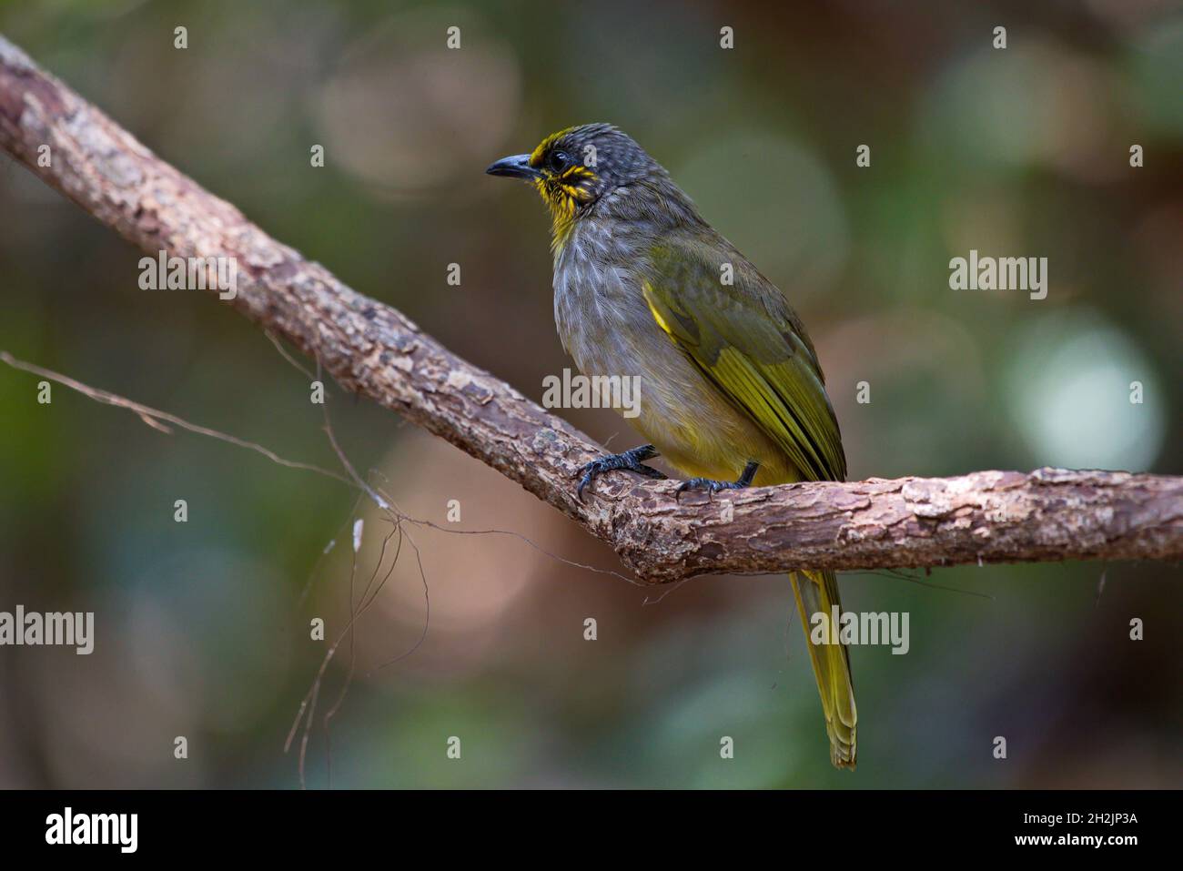 beautiful bulbul birds Stock Photo - Alamy