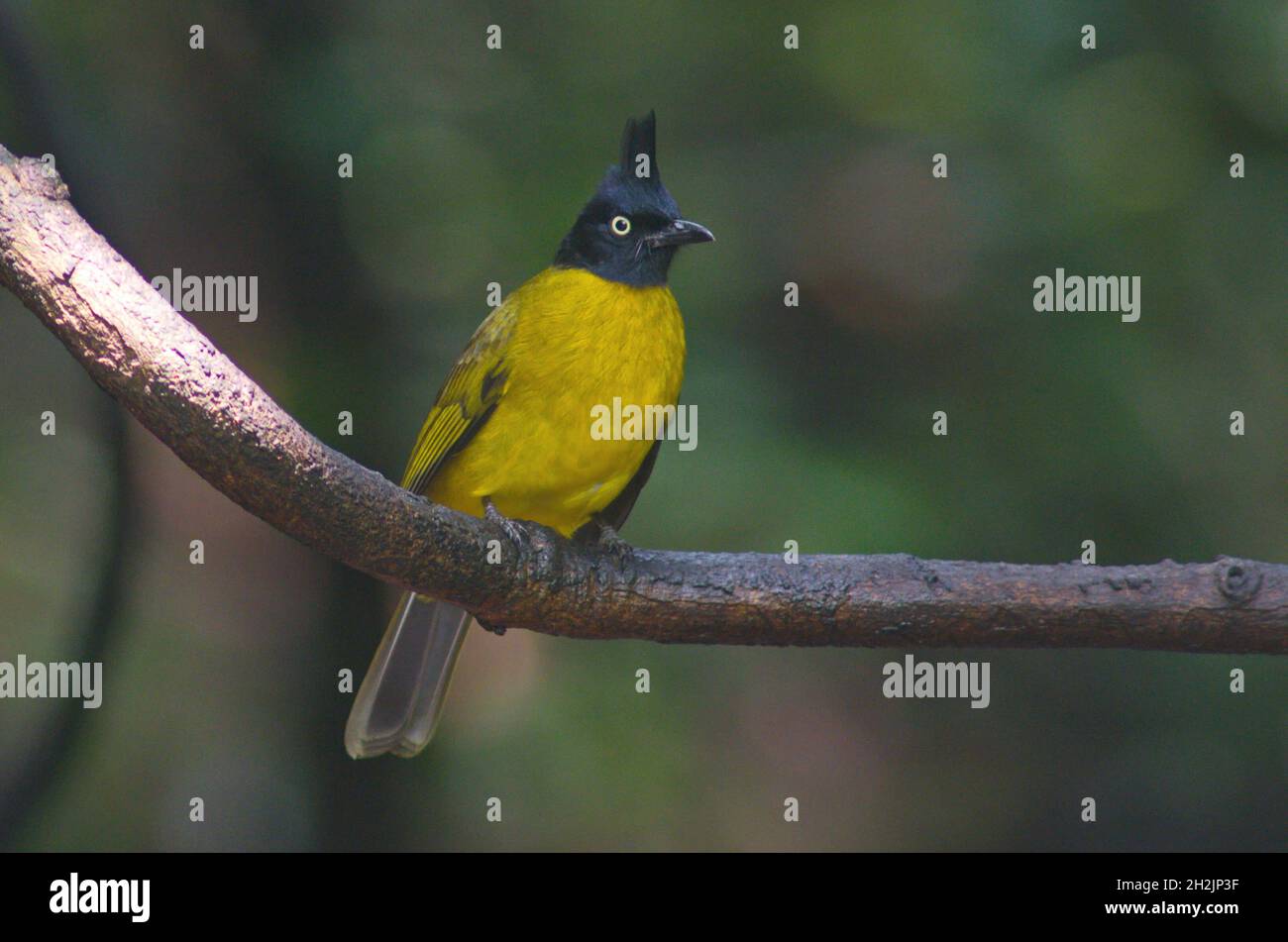 beautiful bulbul birds Stock Photo - Alamy