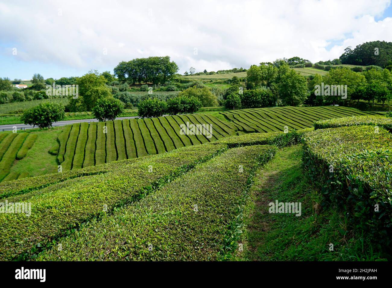 Tea farmer azores hi-res stock photography and images - Alamy