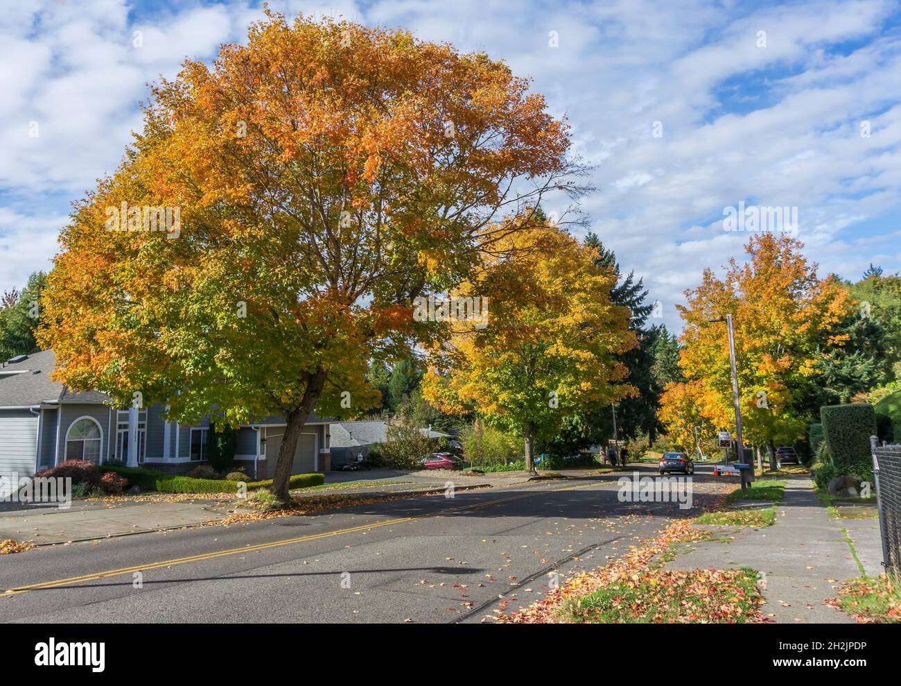 Trees lining street hi-res stock photography and images - Alamy