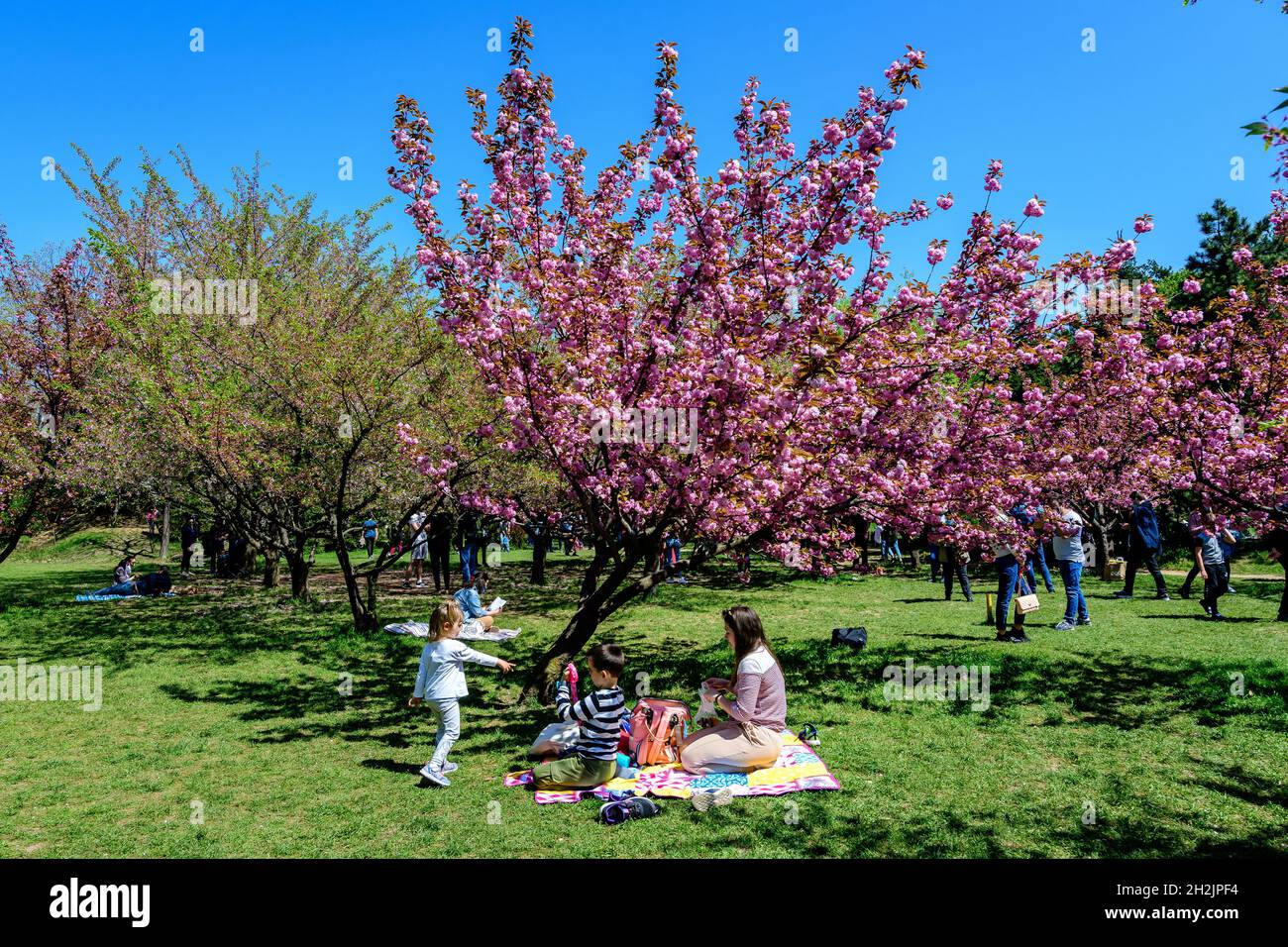 Bucharest, Romania, 25 April 2021 Large cherry trees with many pink ...