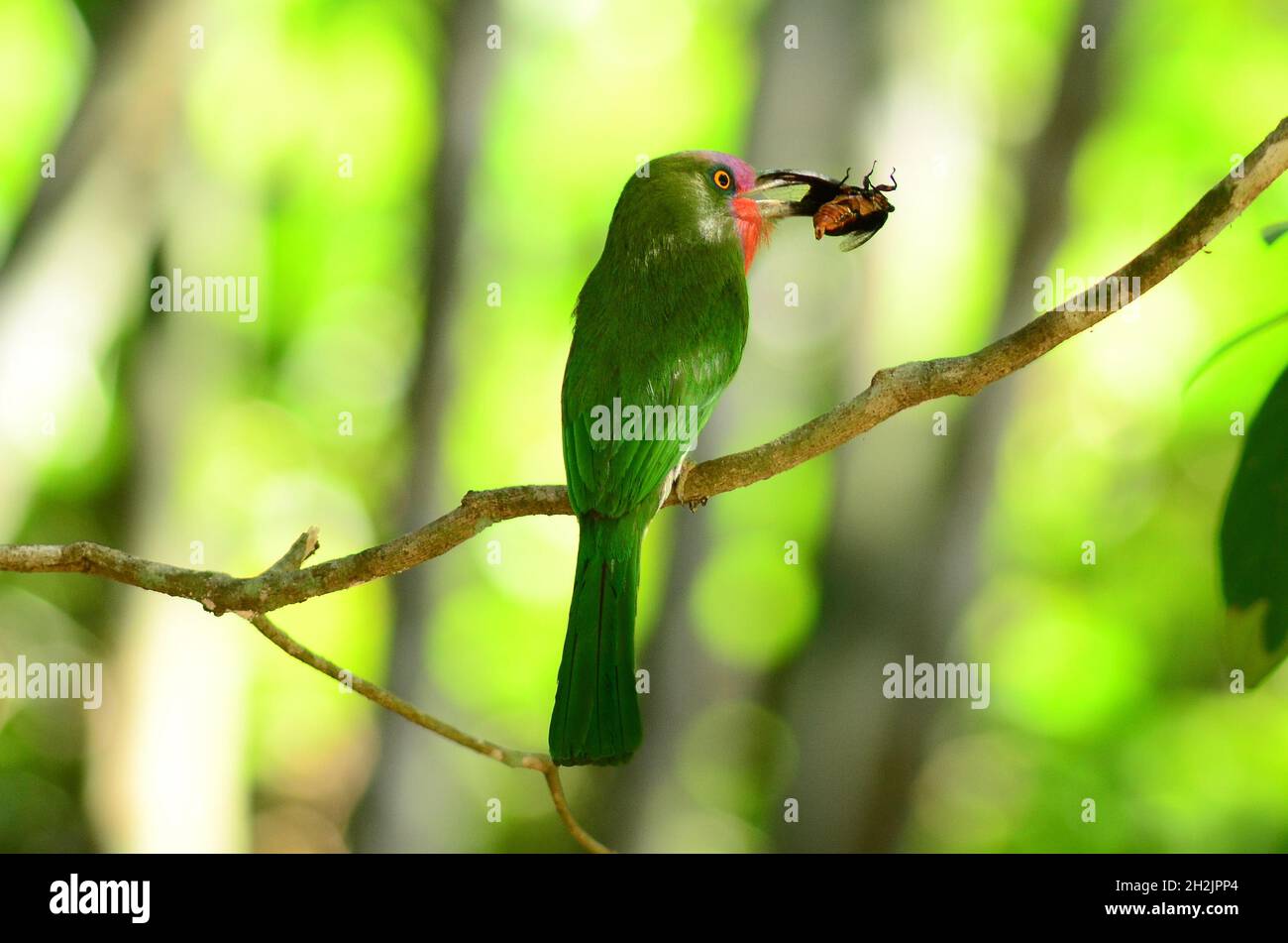 red bearded bee eater Stock Photo - Alamy
