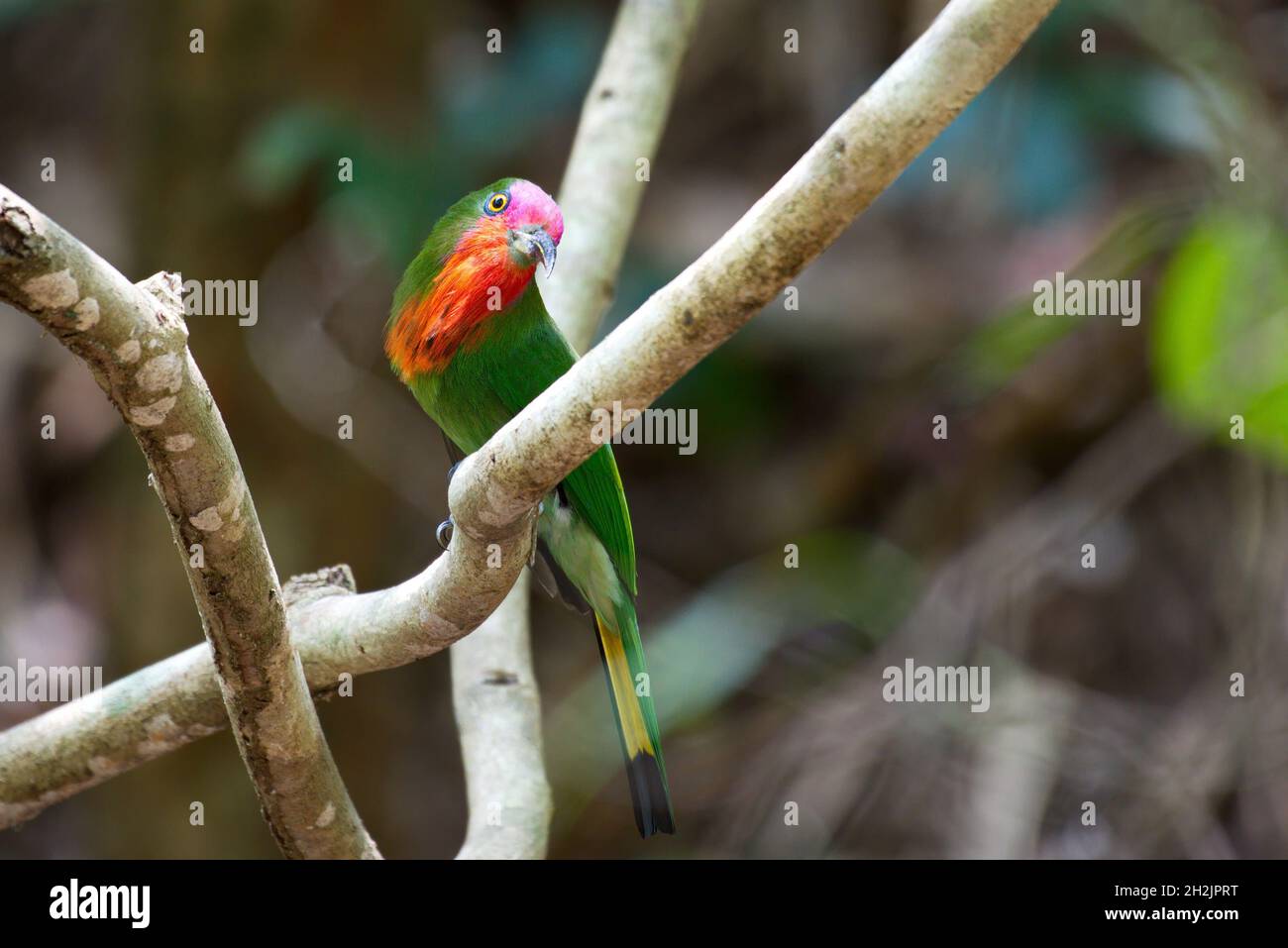 blue bearded bee eater Stock Photo - Alamy